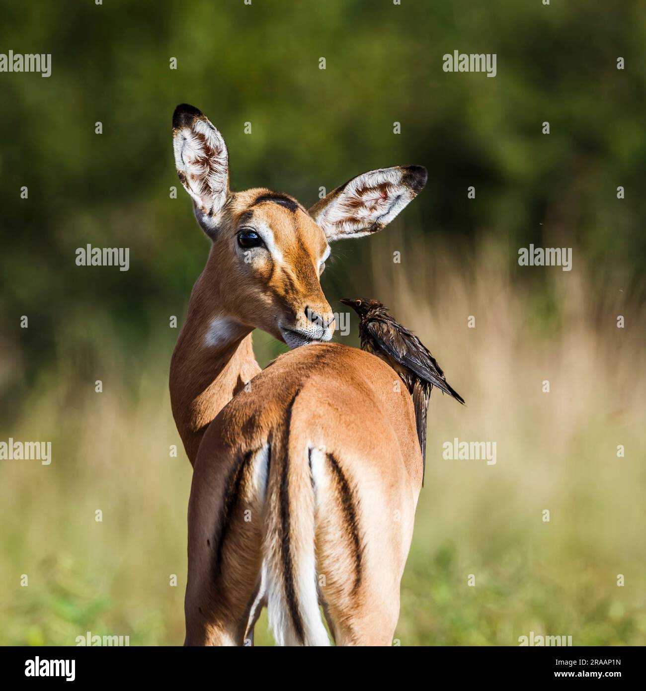 Red billed Oxpecker grooming common impala in Kruger National park ...