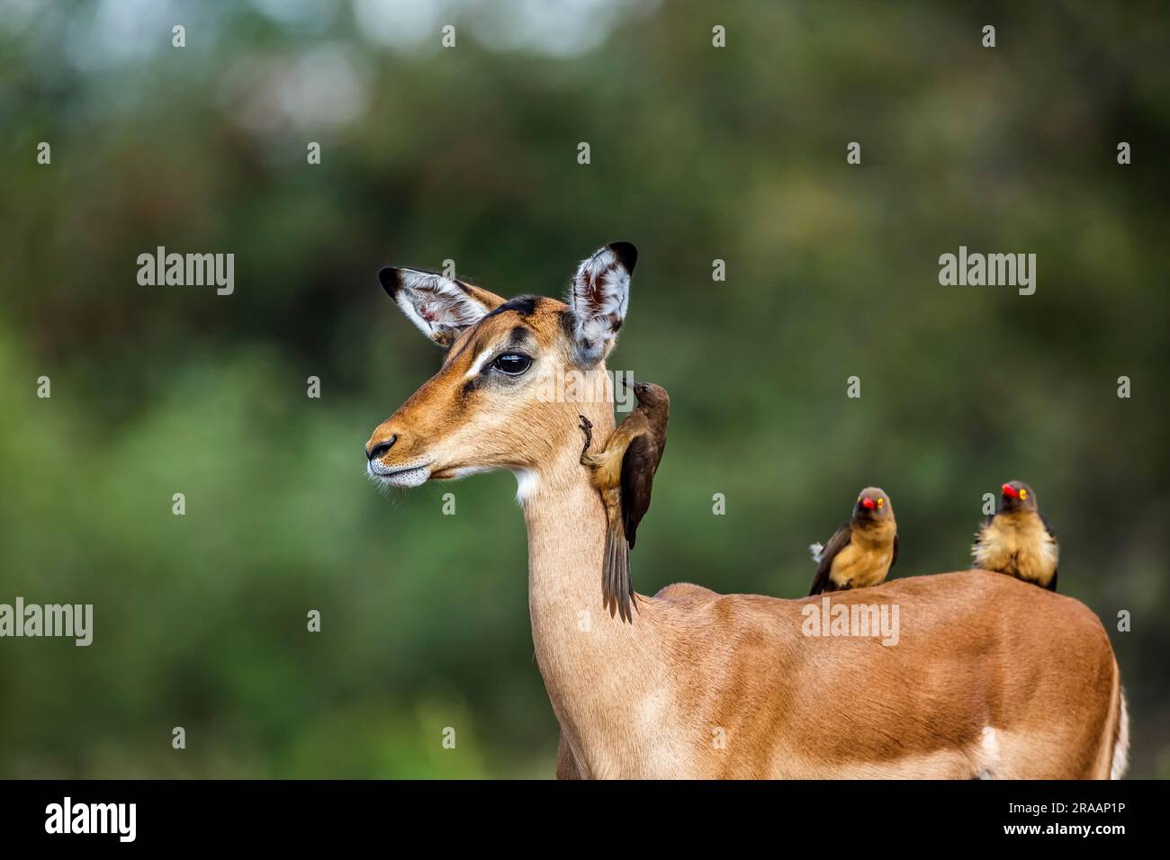 Impala bird hi-res stock photography and images - Alamy