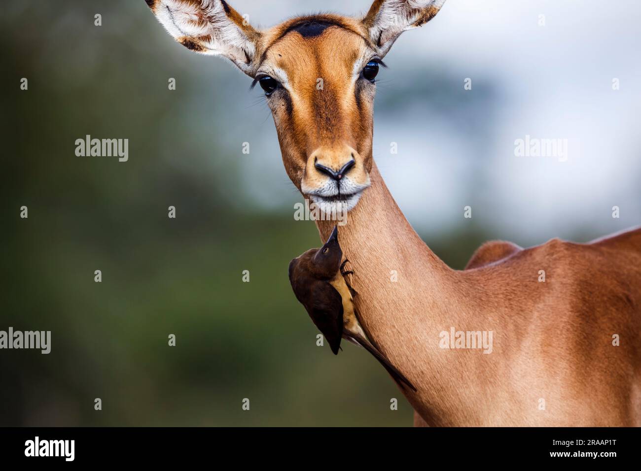 Red billed Oxpecker grooming common impala in Kruger National park ...