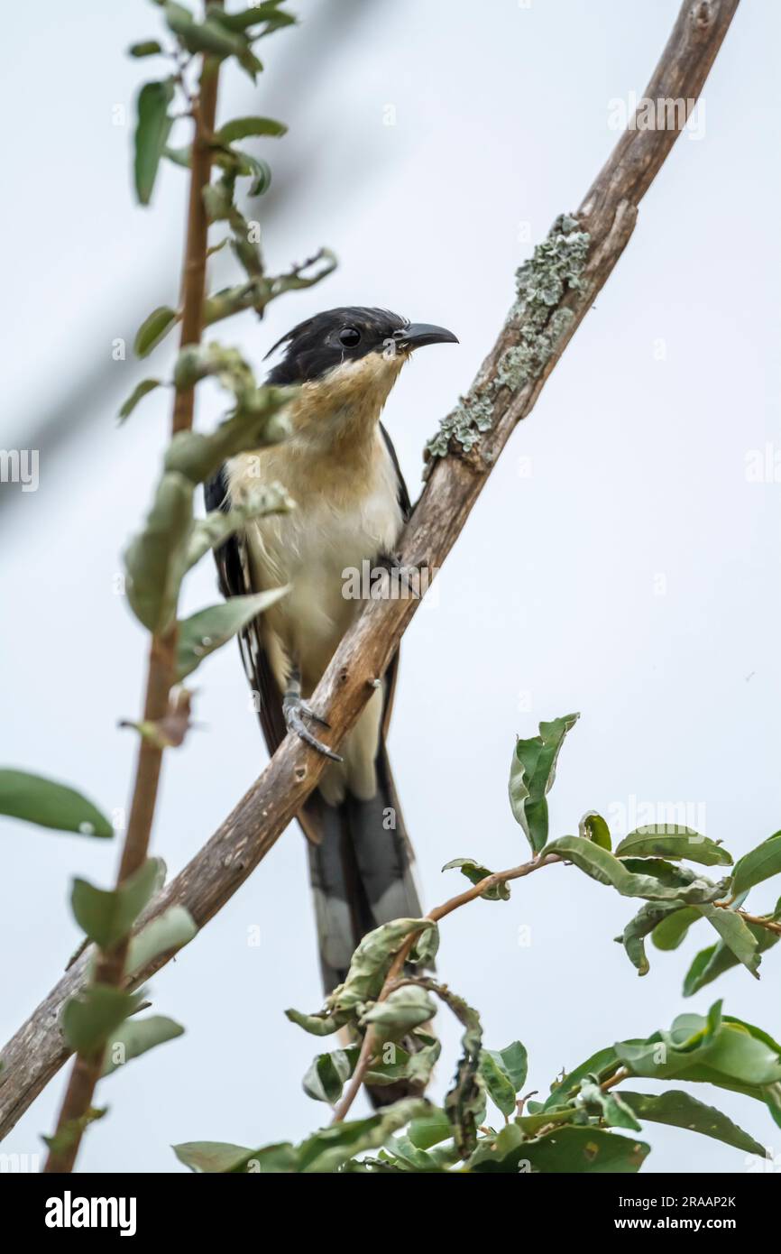 Pied Cuckoo standing on a branch front view in Kruger National park ...