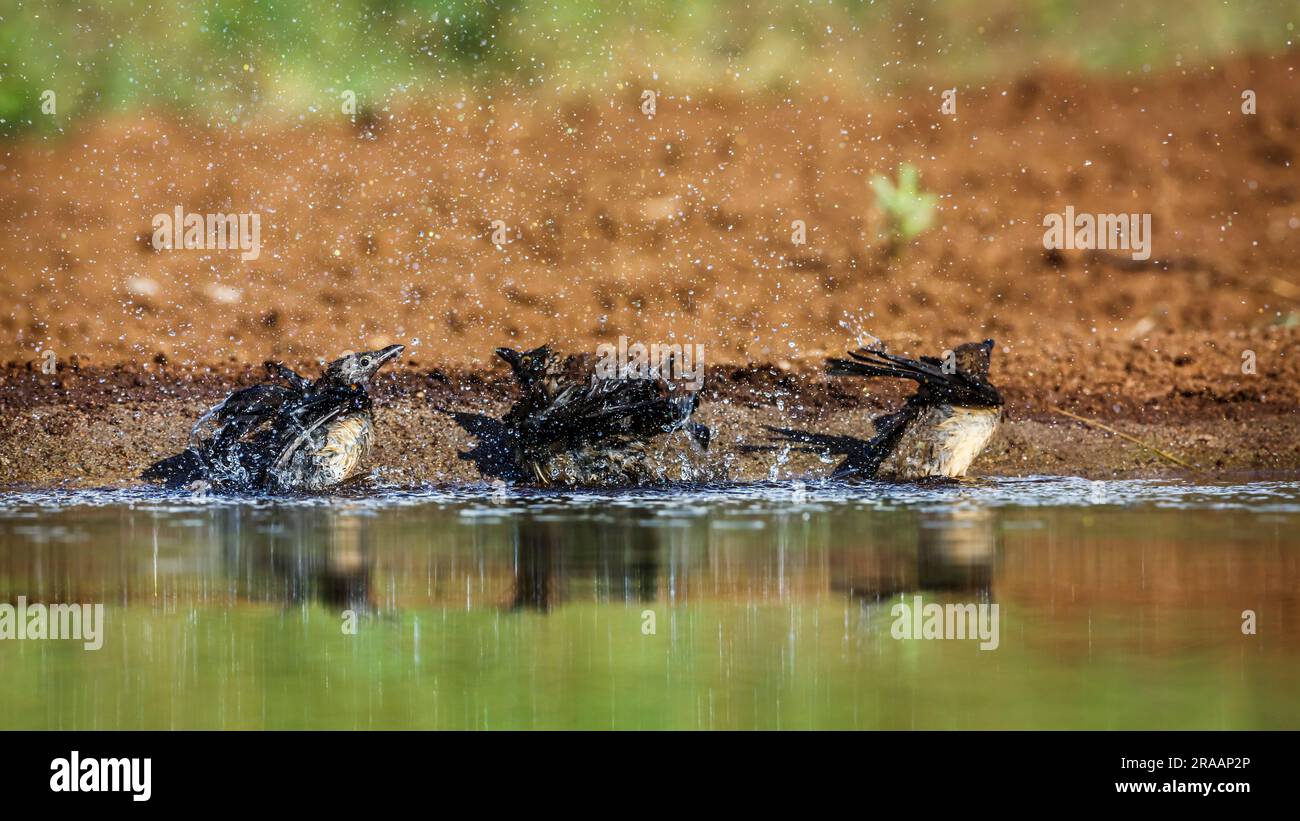 Three Red billed Oxpecker juvenile bathing in waterhole in Kruger ...
