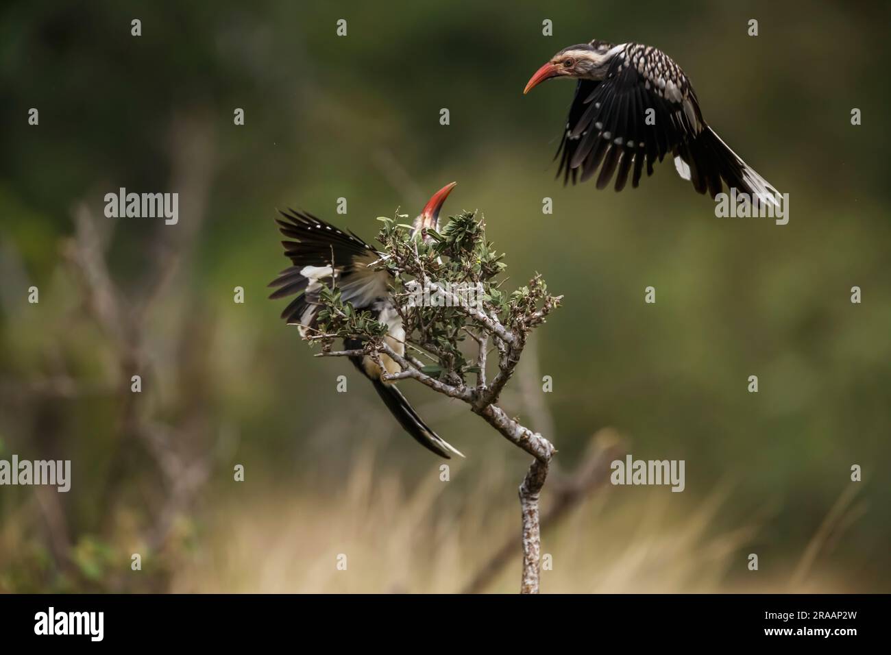 Two Southern Red billed Hornbill fighting in flight in Kruger National ...