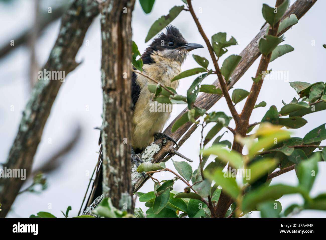 Pied Cuckoo hidding in a bush in Kruger National park, South Africa ...