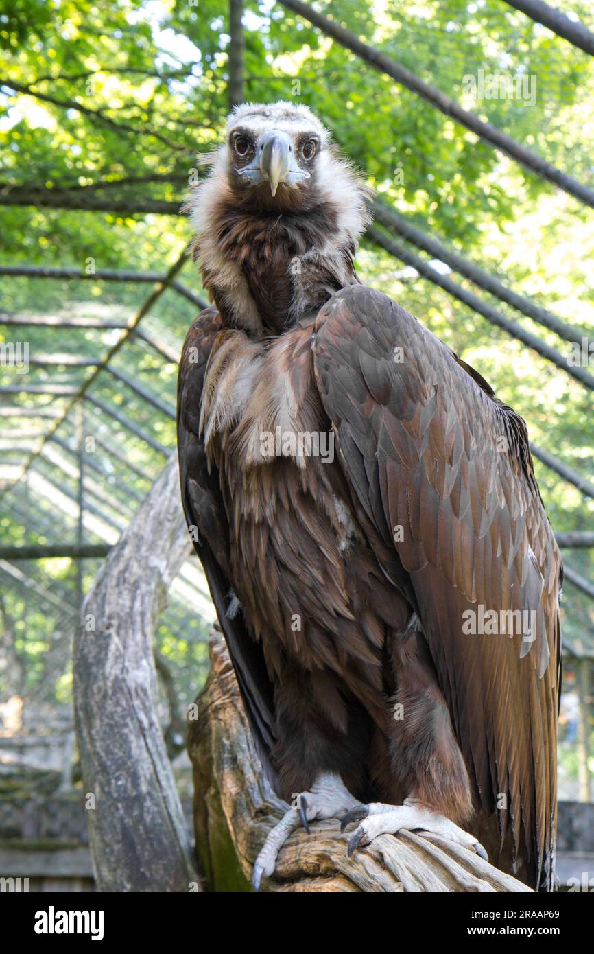 Large raptor hi-res stock photography and images - Alamy