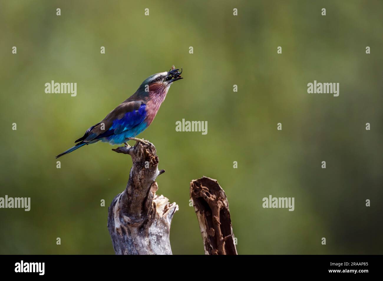 Lilac breasted roller eating a bug in Kruger National park, South ...