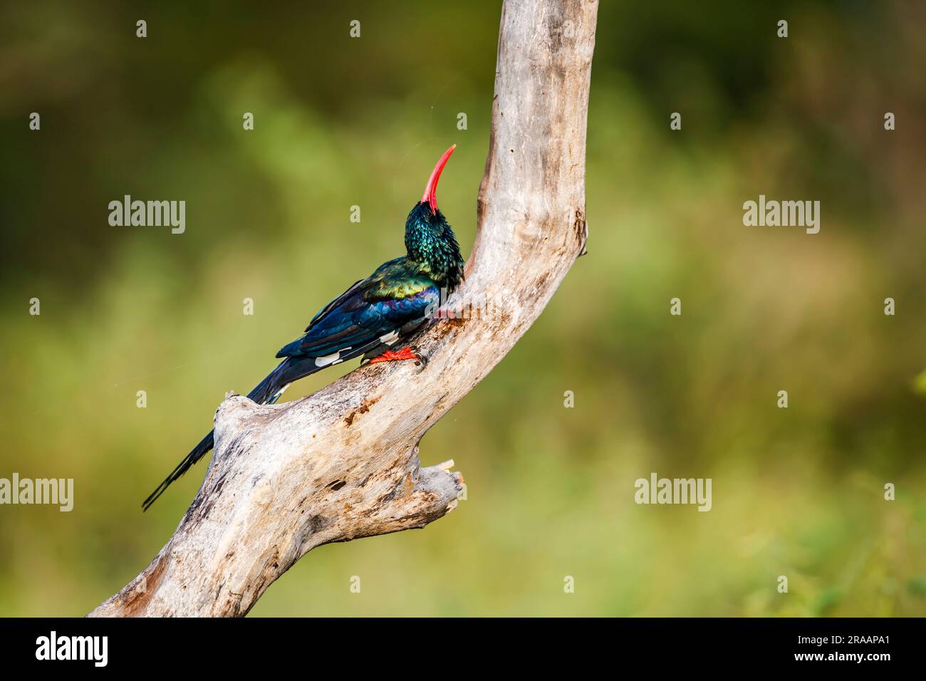 Green wood hoopoe standing on a branch isolated in natural background ...