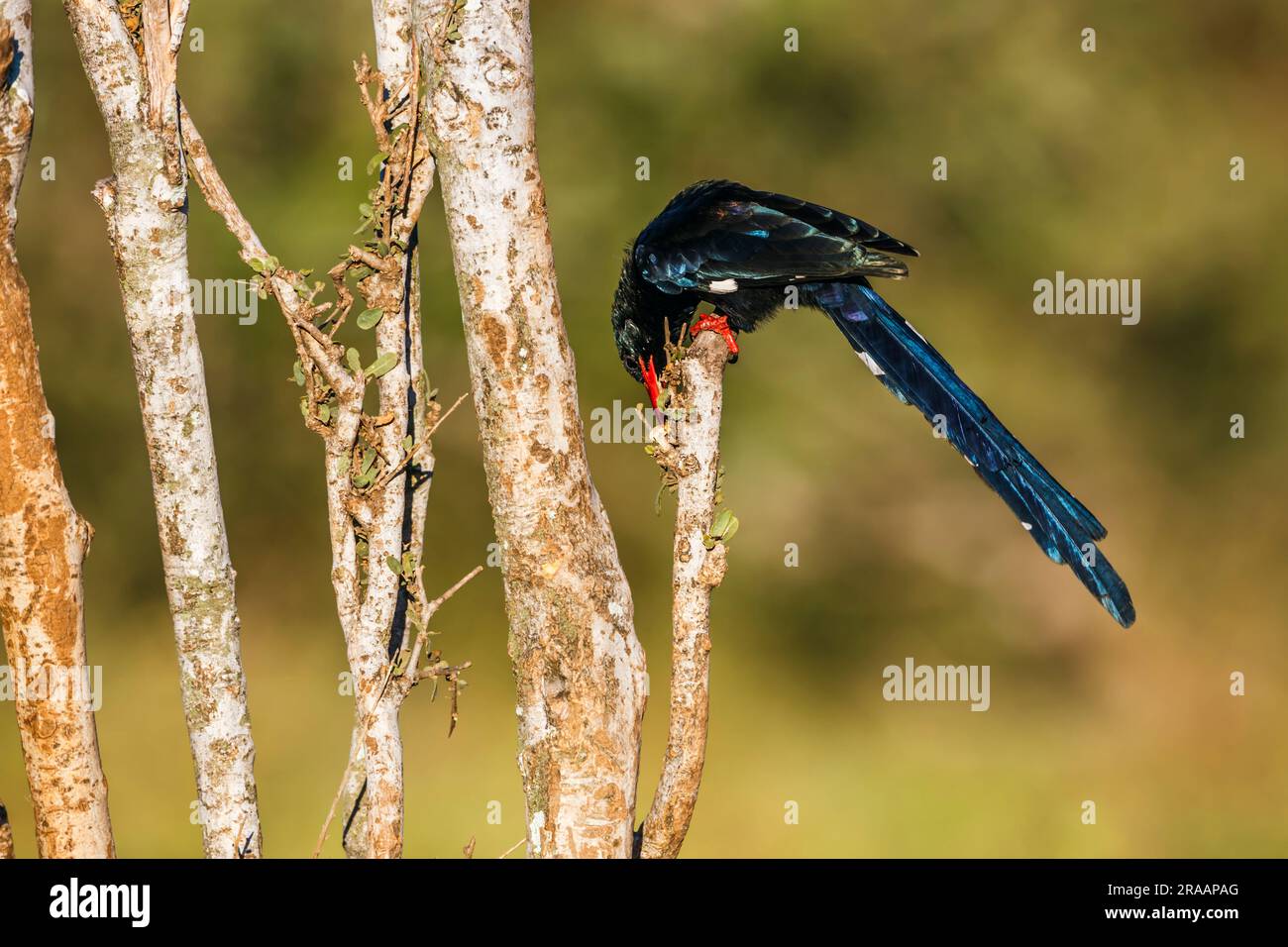 Green wood hoopoe standing on a branch isolated in natural background ...