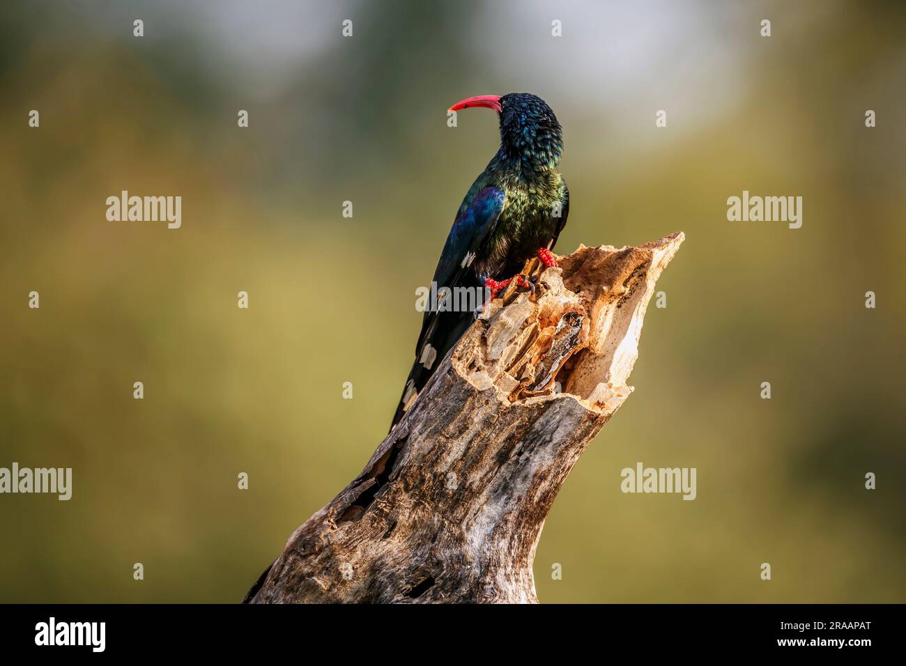 Green wood hoopoe standing on a branch isolated in natural background ...