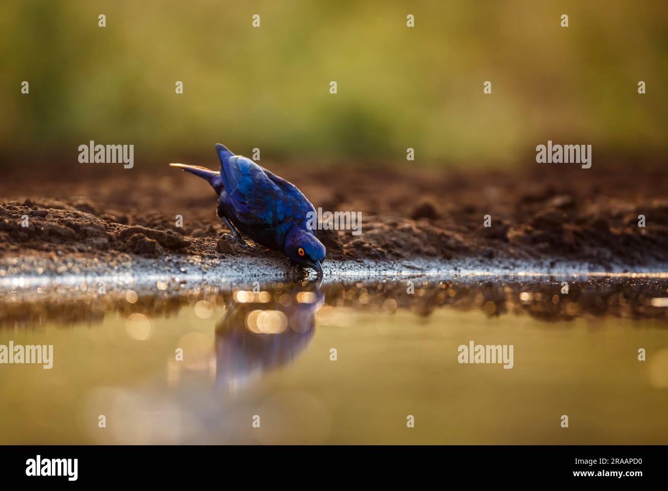 Cape Glossy Starling drinking in waterhole at twilight in Kruger ...