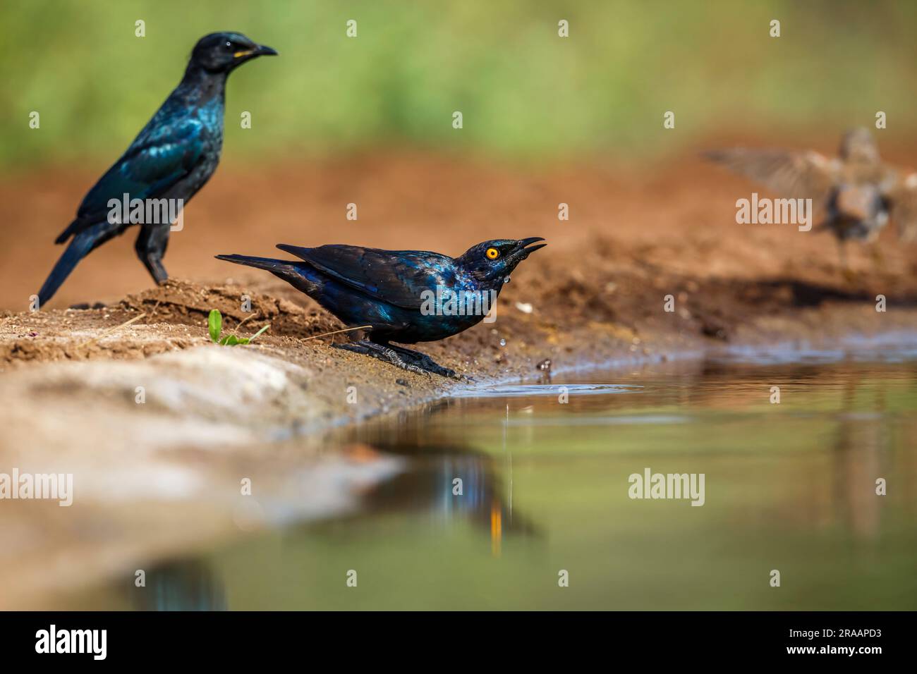 Cape Glossy Starling drinking at waterhole in Kruger National park ...