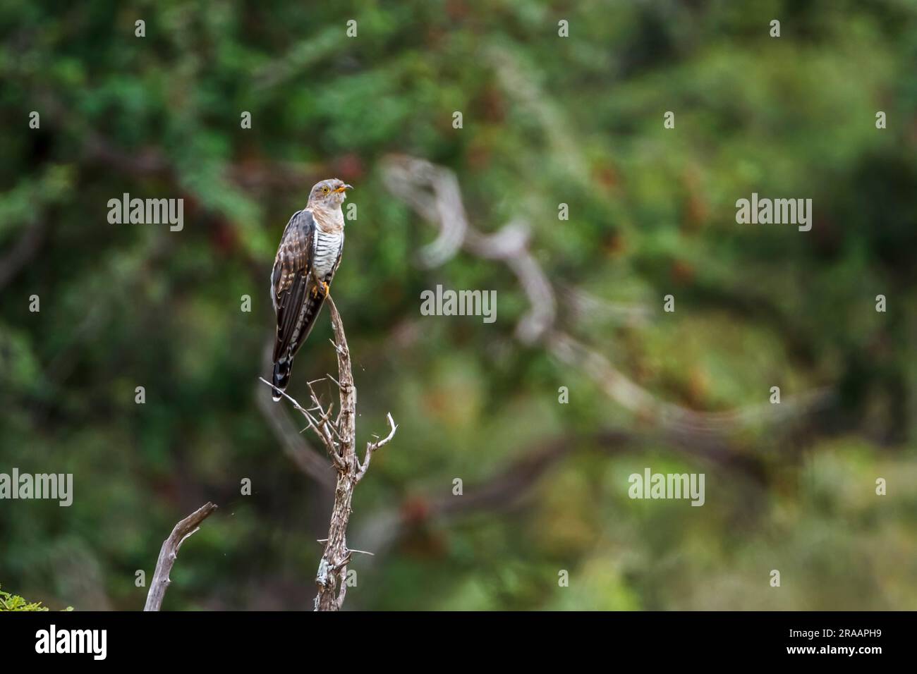 African Cuckoo standing on a branch in Kruger National park, South ...