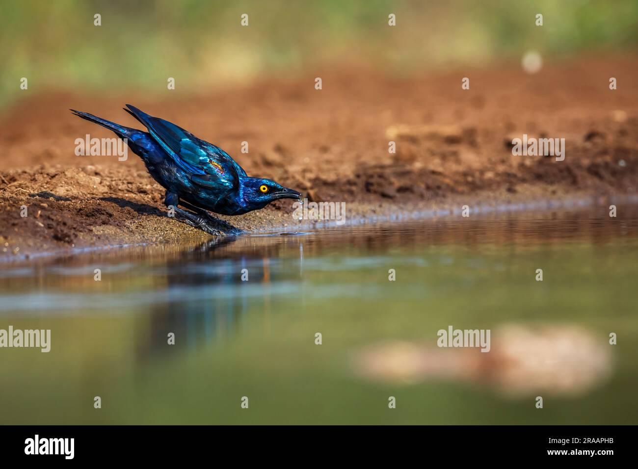 Cape Glossy Starling drinking at waterhole in Kruger National park ...