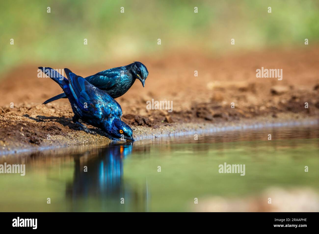 Cape Glossy Starling drinking at waterhole in Kruger National park ...