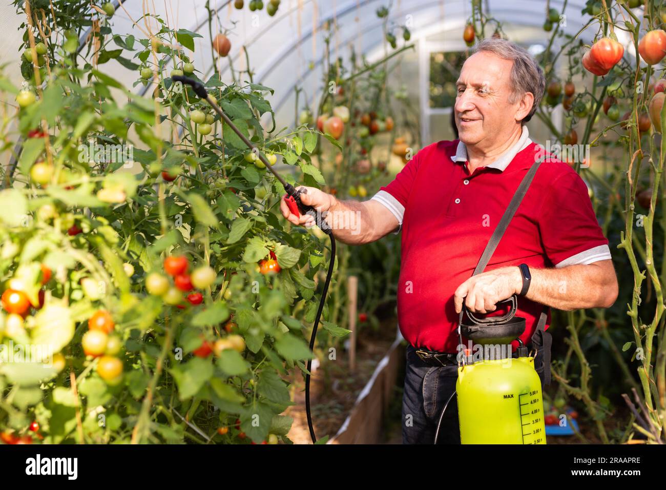 Mature man applying insecticide on vegetables in backyard greenhouse ...