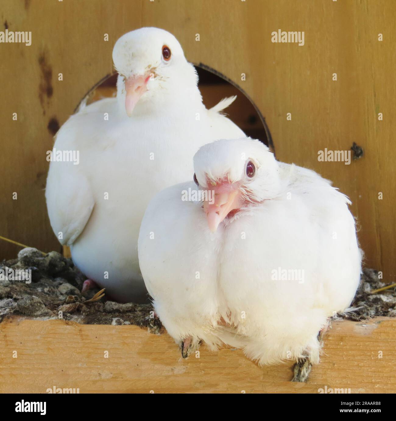 Baby doves, Costa Rica Stock Photo - Alamy