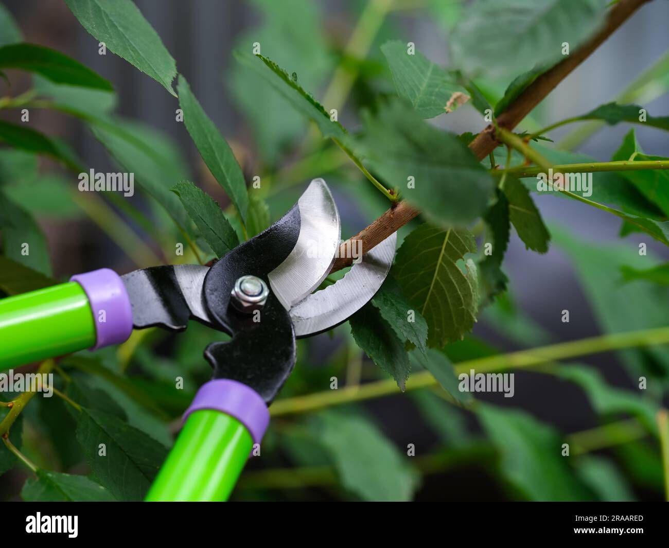 Garden shears being used to cut a branch of a plant. Close-up Stock ...