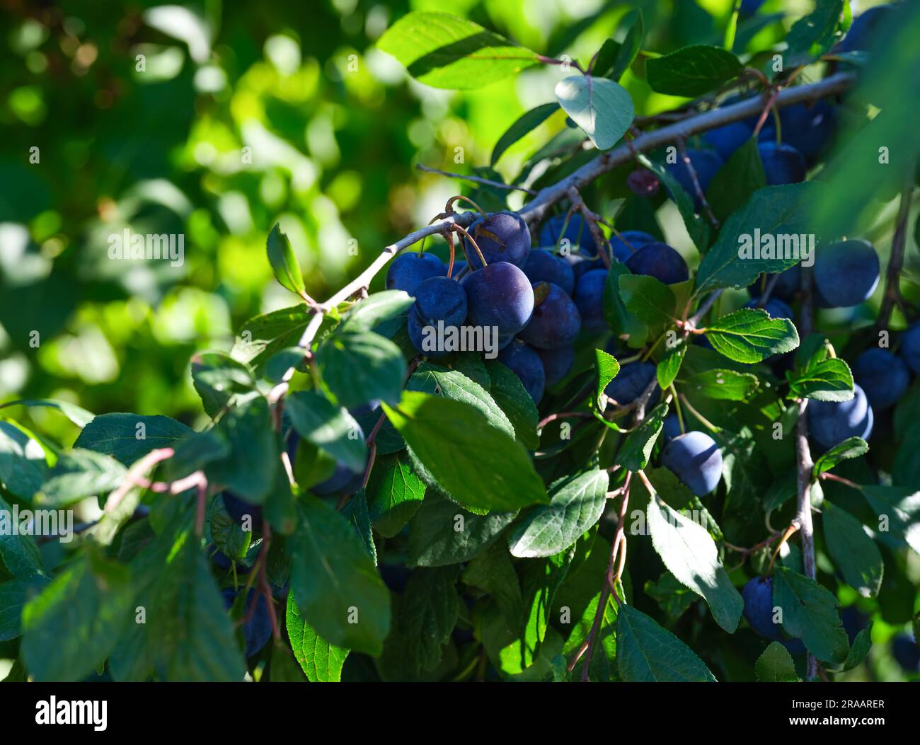 Organic blackthorn fruits (Prunus spinosa) growing on tree branches in ...