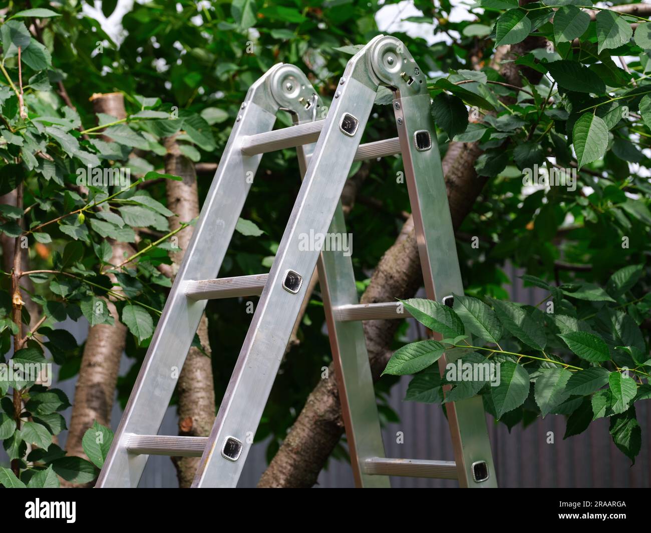Branch ladder hi-res stock photography and images - Alamy