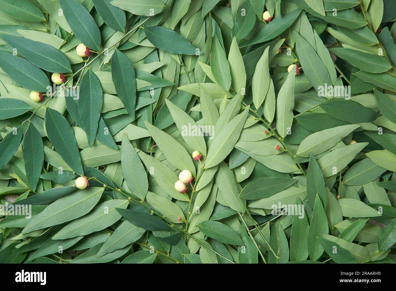 Edible plant in southeast asia hi-res stock photography and images - Alamy