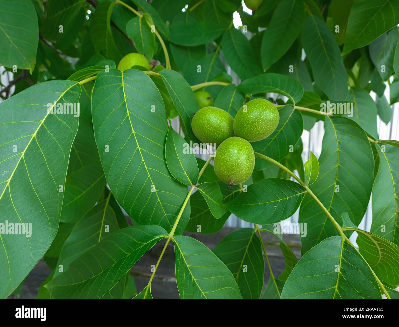 Walnut fruits on tree among hi-res stock photography and images - Alamy