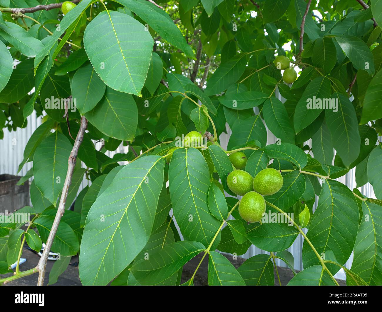The fruits of green nuts on branch among leaves Stock Photo - Alamy