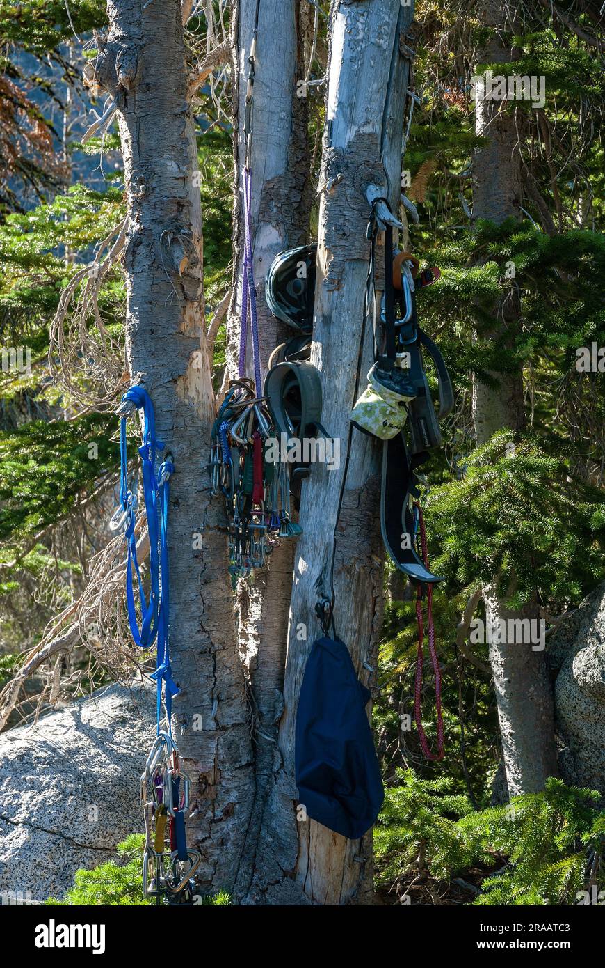 Wet climbing gear hangs from a tree to dry. Stuart mountains, Cascade ...
