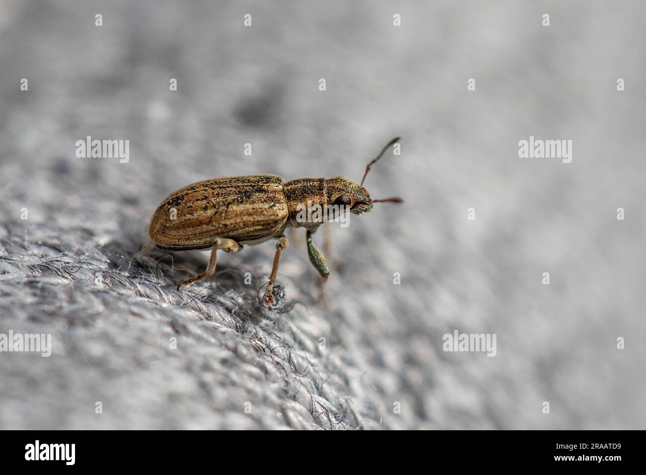 Pea weevils hi-res stock photography and images - Alamy