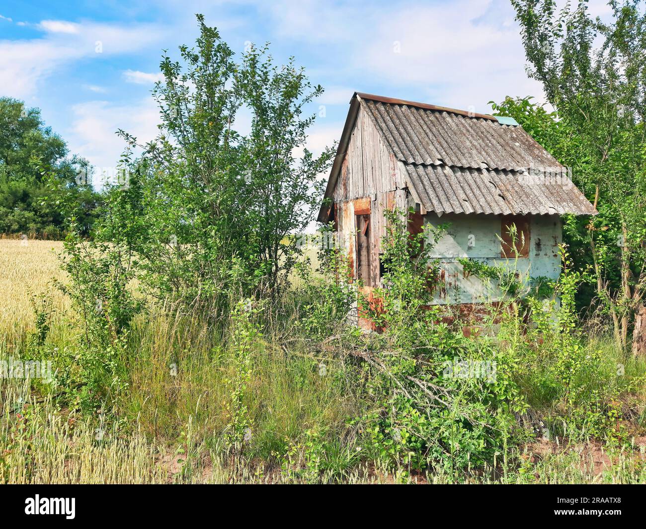 Primitive abandoned house in wheat field Stock Photo - Alamy
