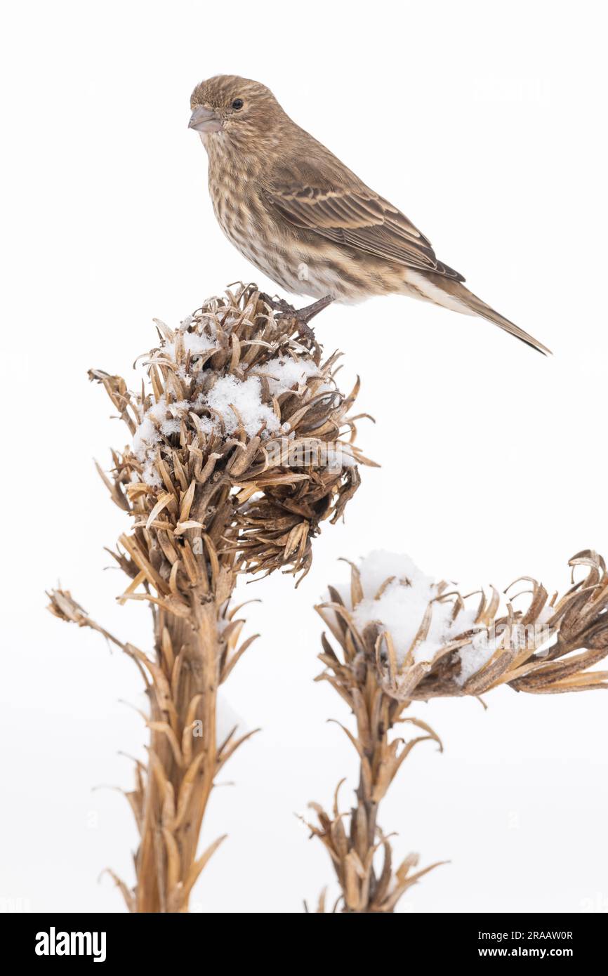House finch (Carpodacus mexicanus), female perched on winter vegetation ...