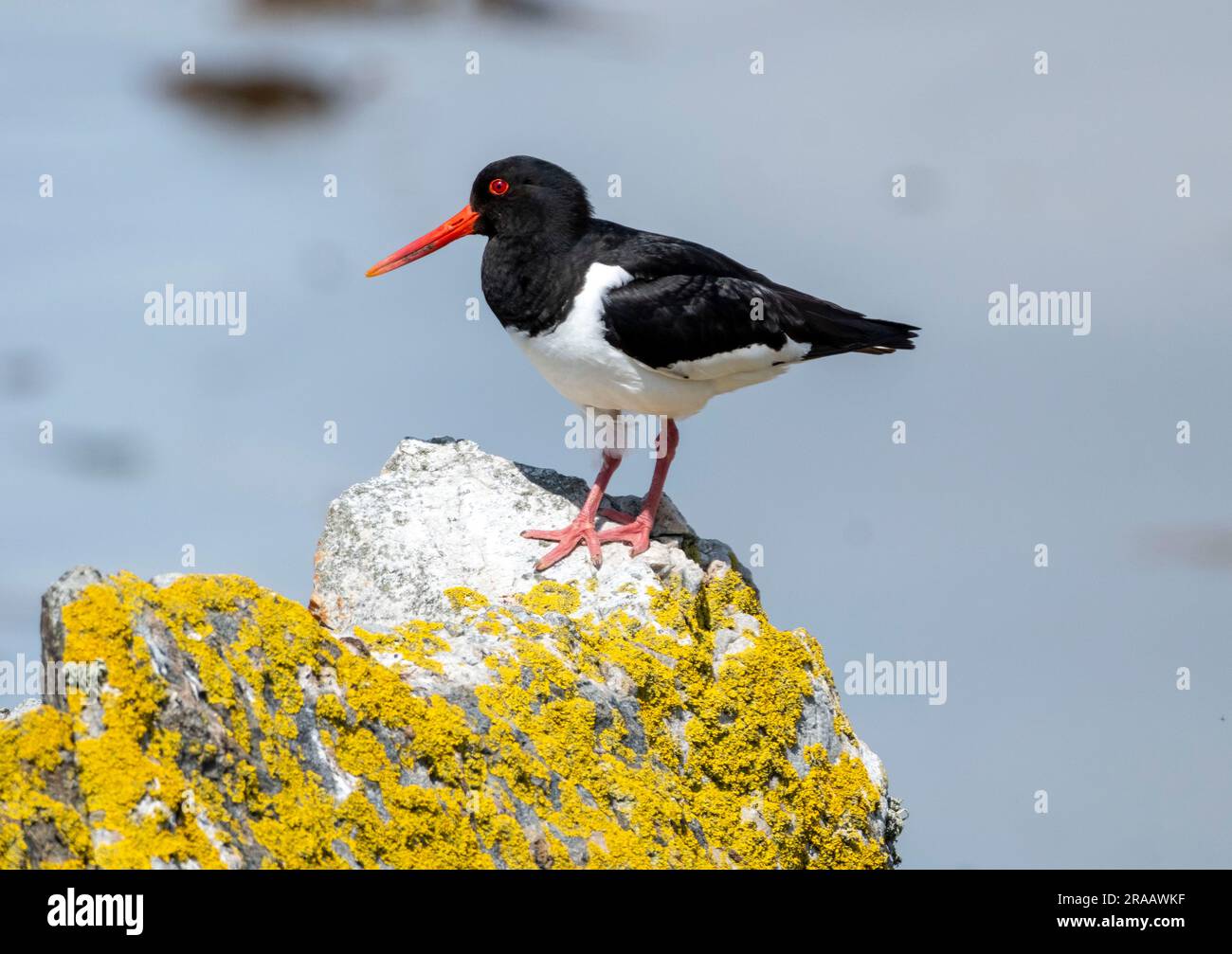 Oystercatcher separation hi-res stock photography and images - Alamy