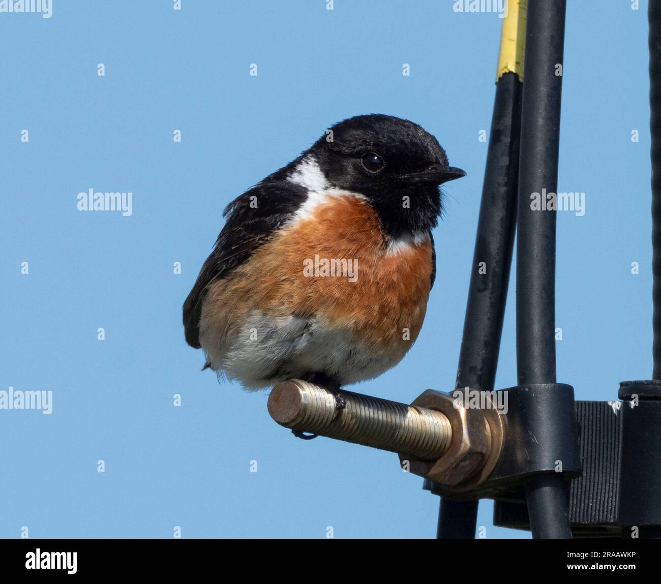 European Stonechat (Saxicola rubicola) male, perched on a metal ...