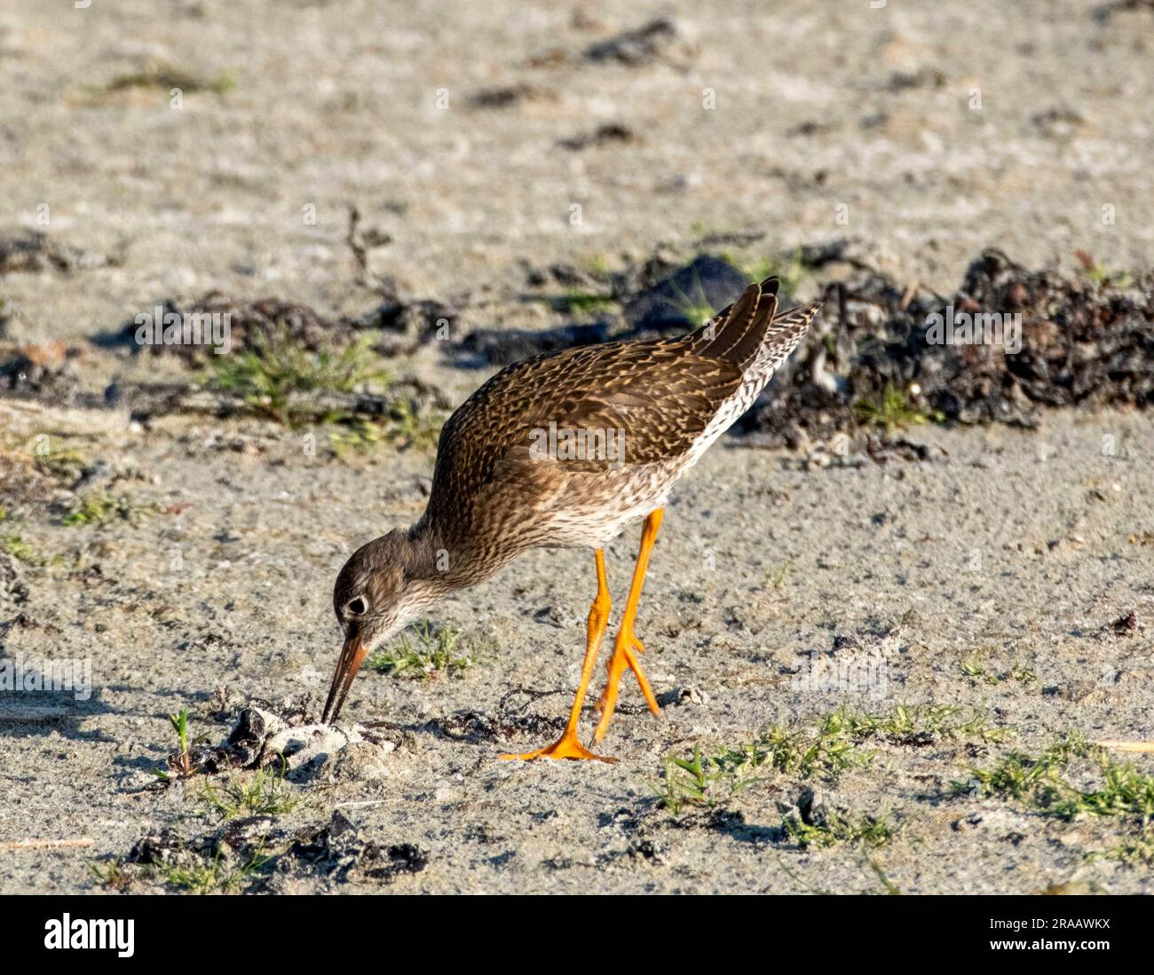 Redshank, Tringa totanus, foraging on a beach, June, Tiree, Inner ...