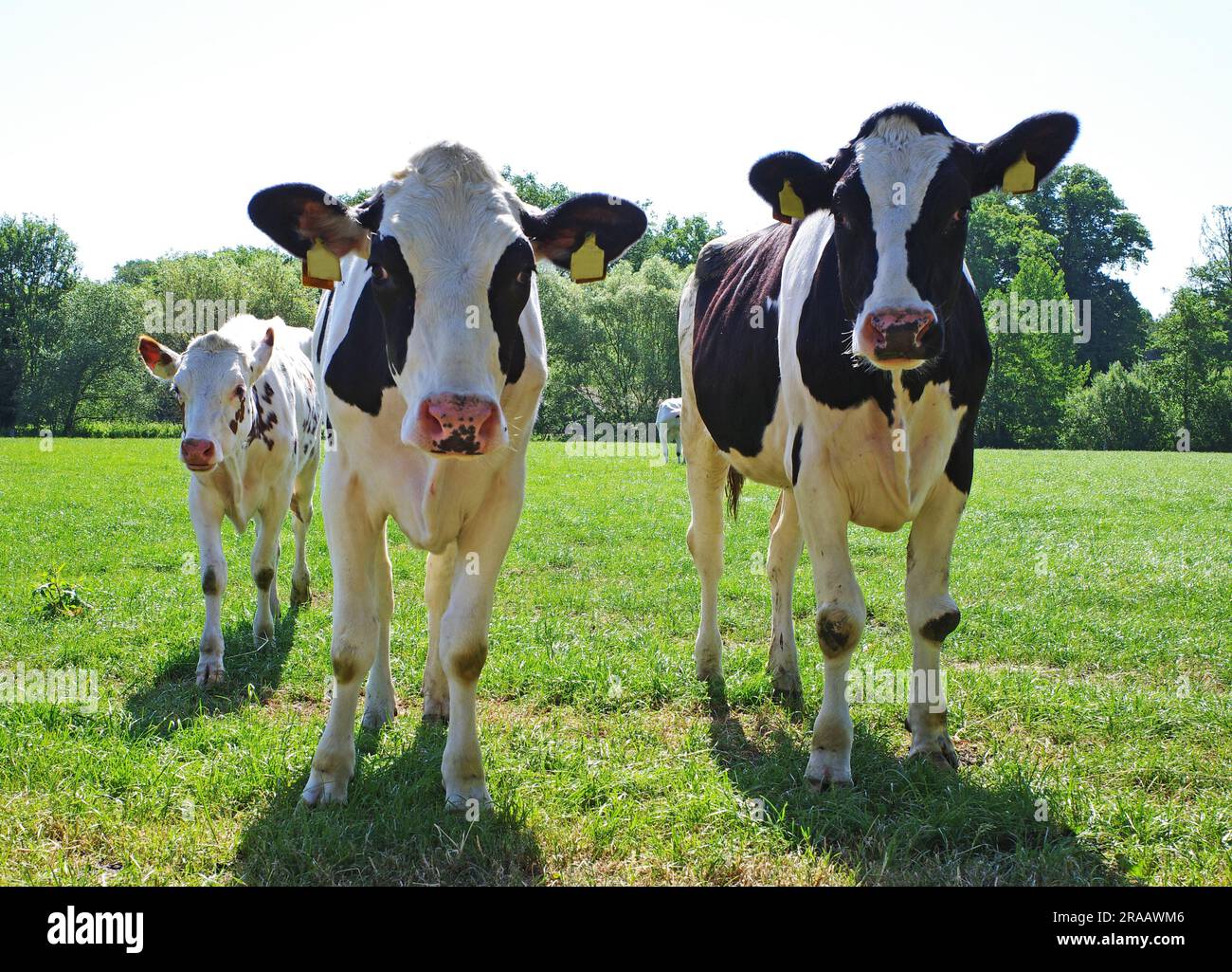 Three curious black and white young cows. The breed is Holstein ...
