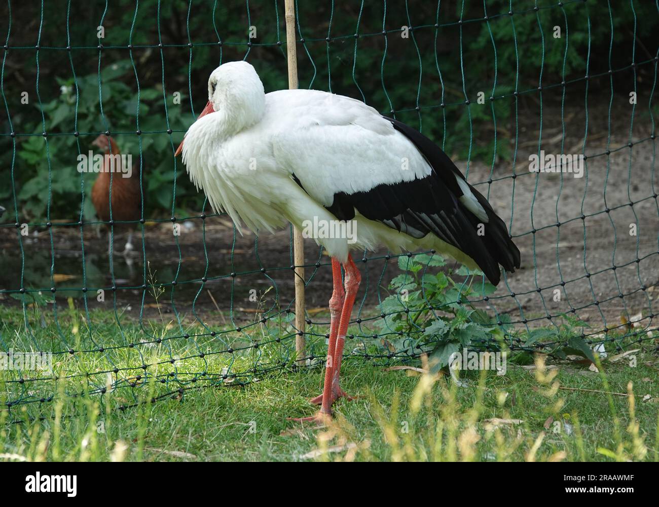 Close up standing hi-res stock photography and images - Alamy