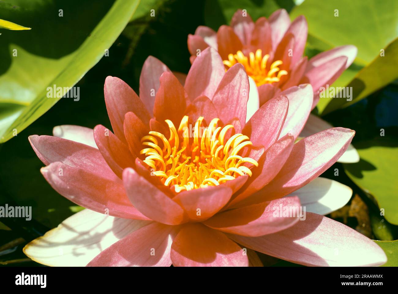 Pink lilies flower closeup hi-res stock photography and images - Alamy