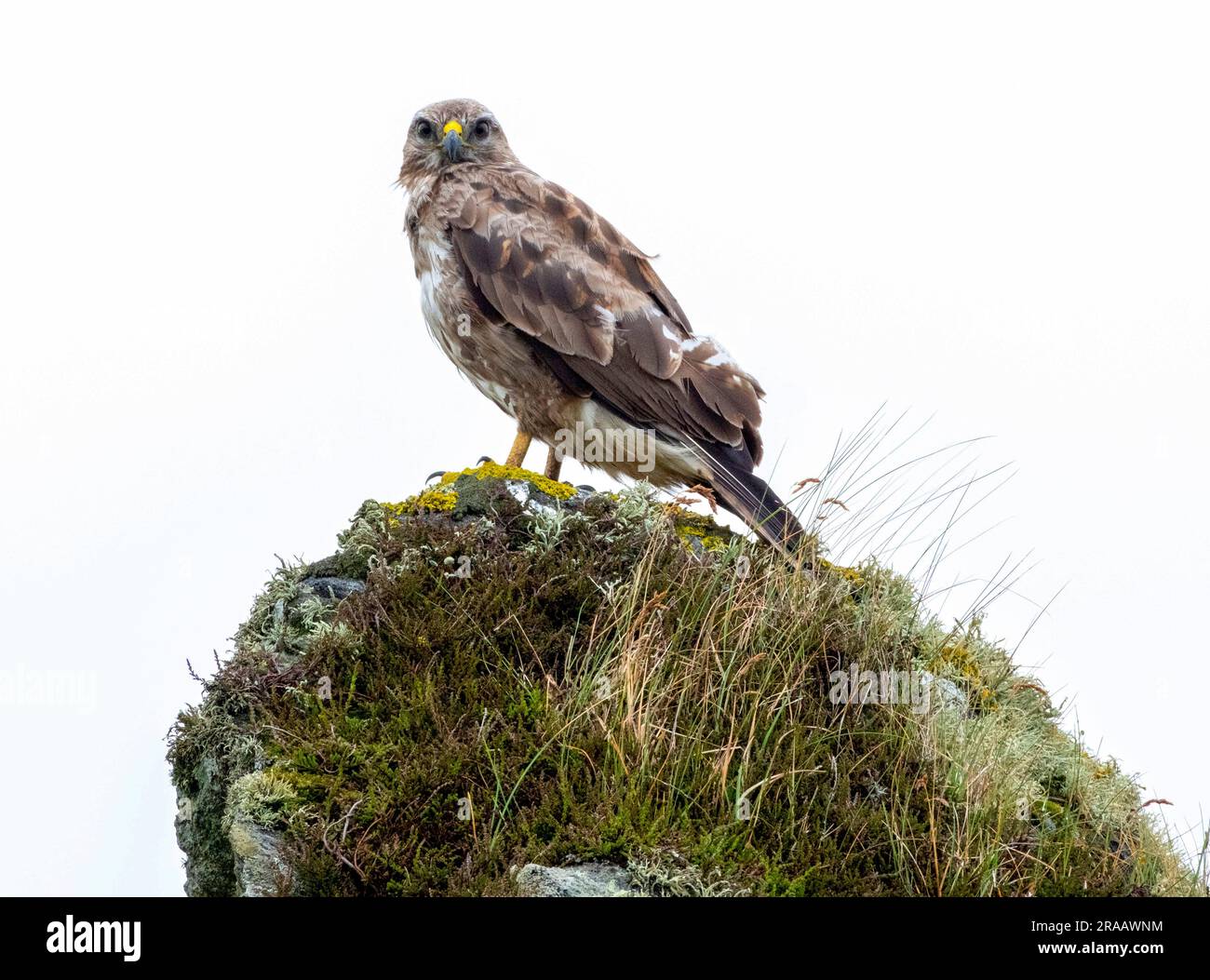 Common buzzard (Buteo buteo) perched on a rocky outcrop, Isle of Tiree ...