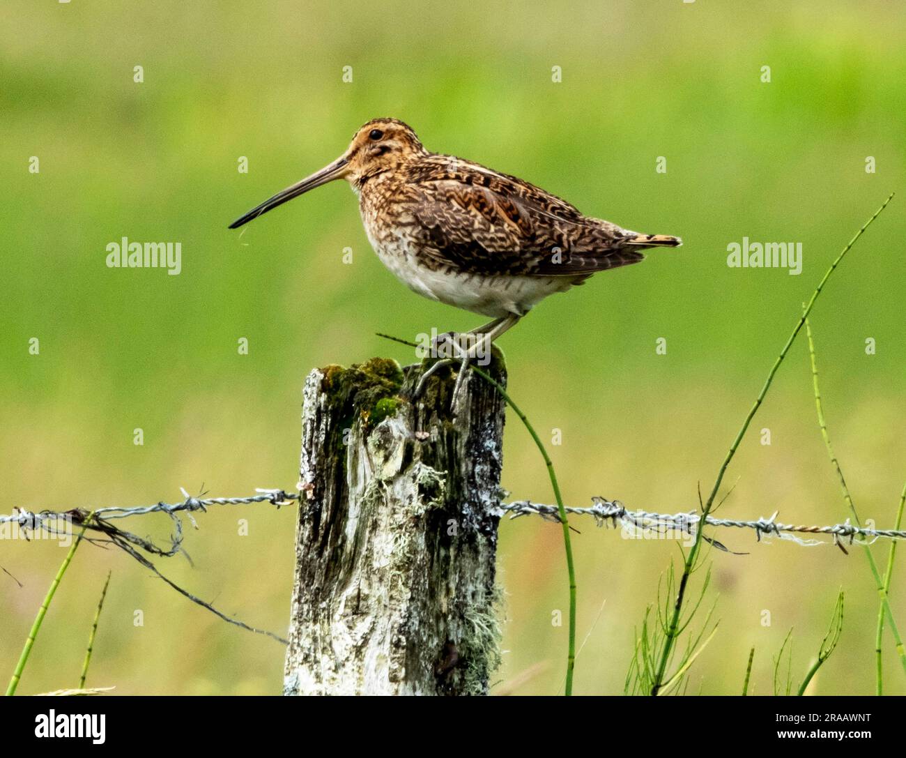 Gallinago gallinago tiree hi-res stock photography and images - Alamy