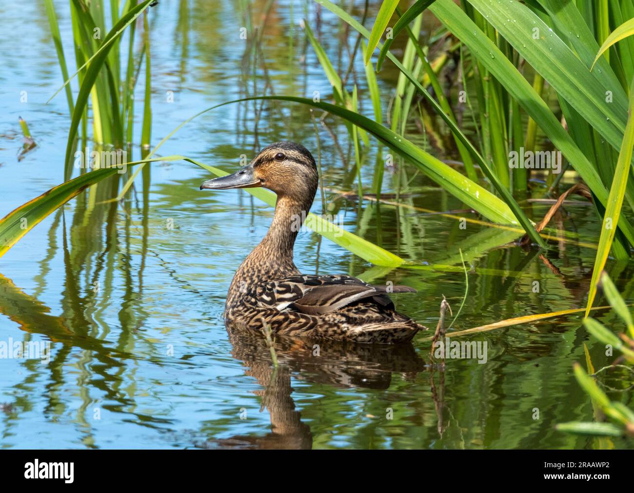 Mallard duck female (Anas platyrhynchos) Loch a' Phuill, Isle of Tiree ...