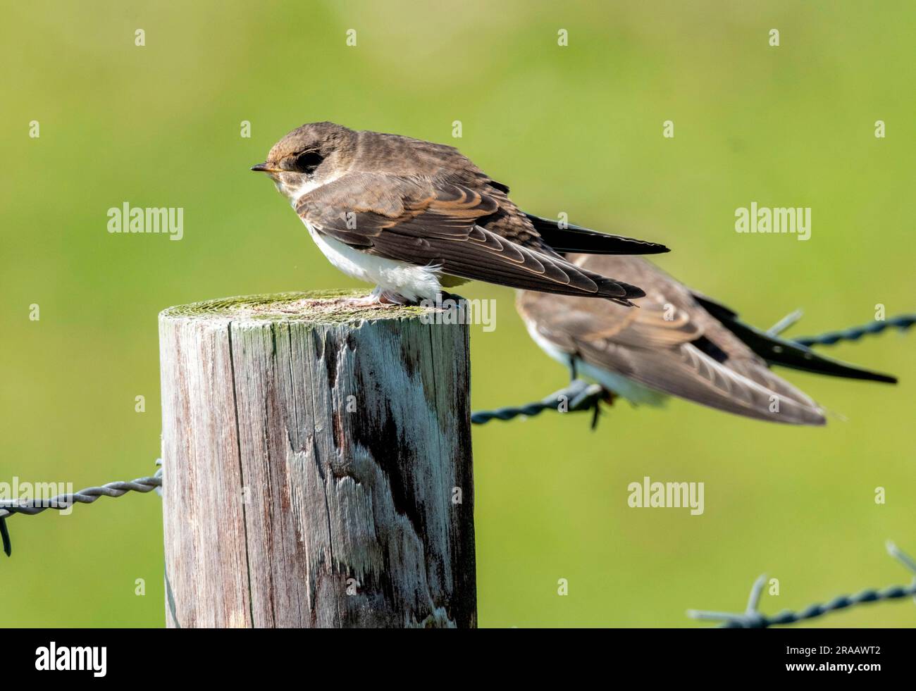 Sand martin bird hi-res stock photography and images - Alamy