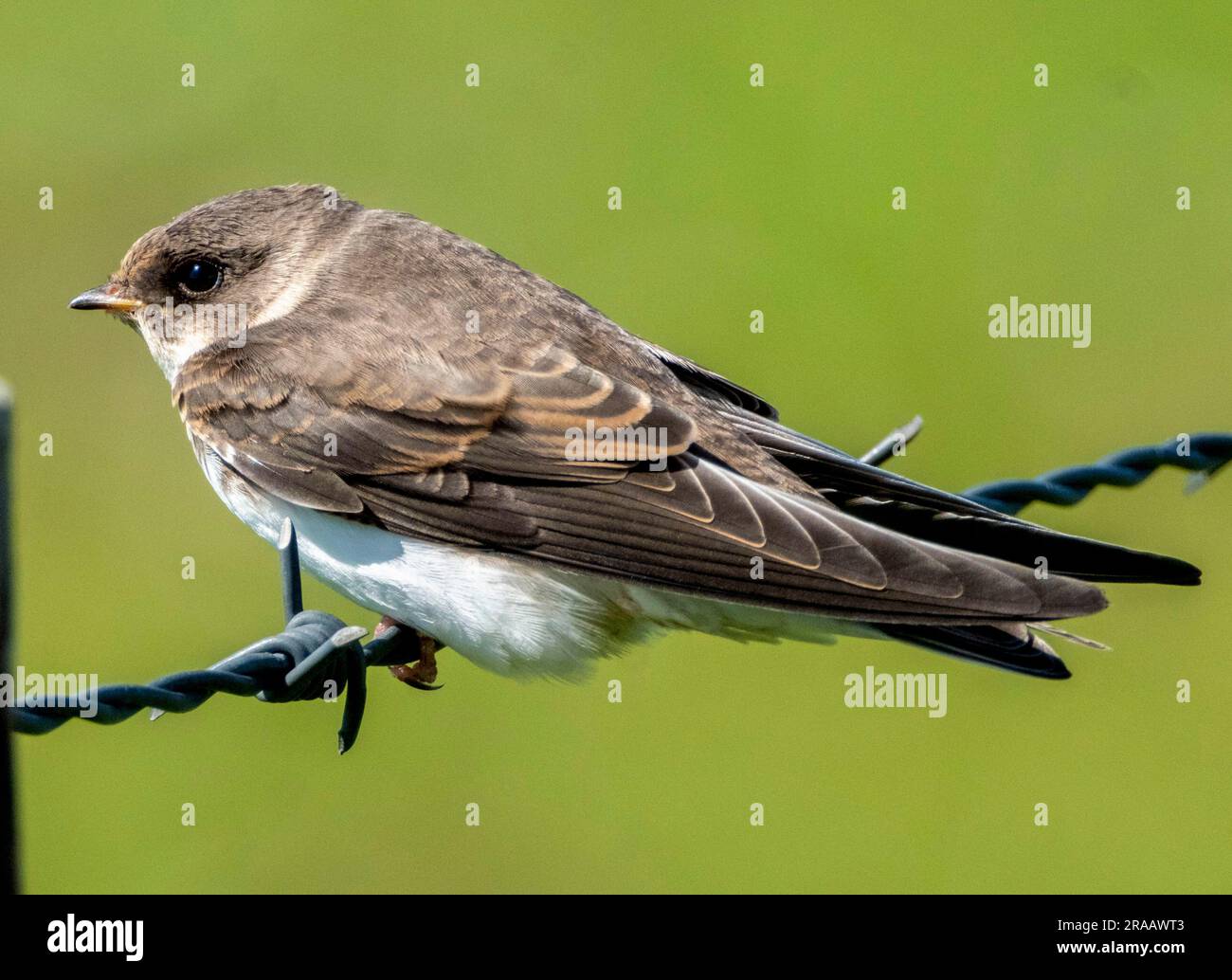 Sand Martin, Riparia riparia perched on a fence wire, Balephuil, Isle ...