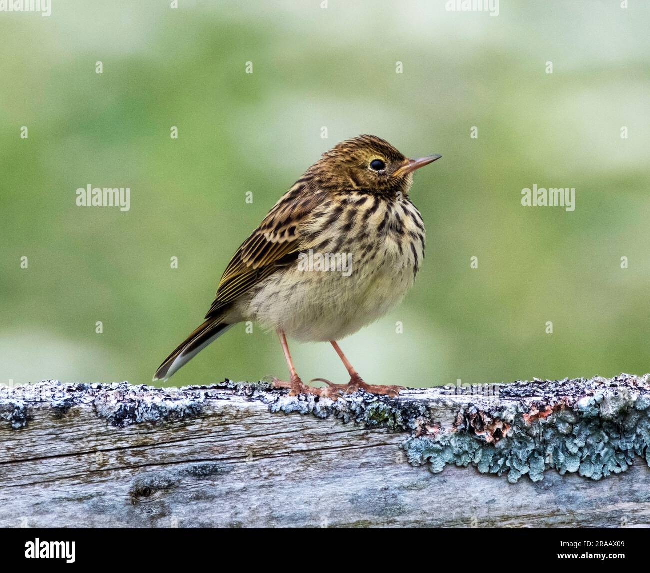 Meadow Pipit (Anthus pratensis) Isle of Coll, Inner Hebrides, Scotland ...