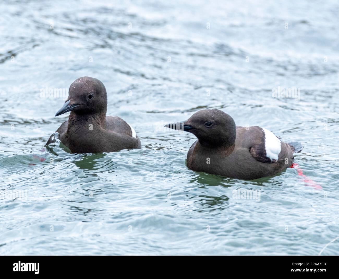 Black Guillemot (Cepphus grylle) nesting on the sea wall in Oban ...