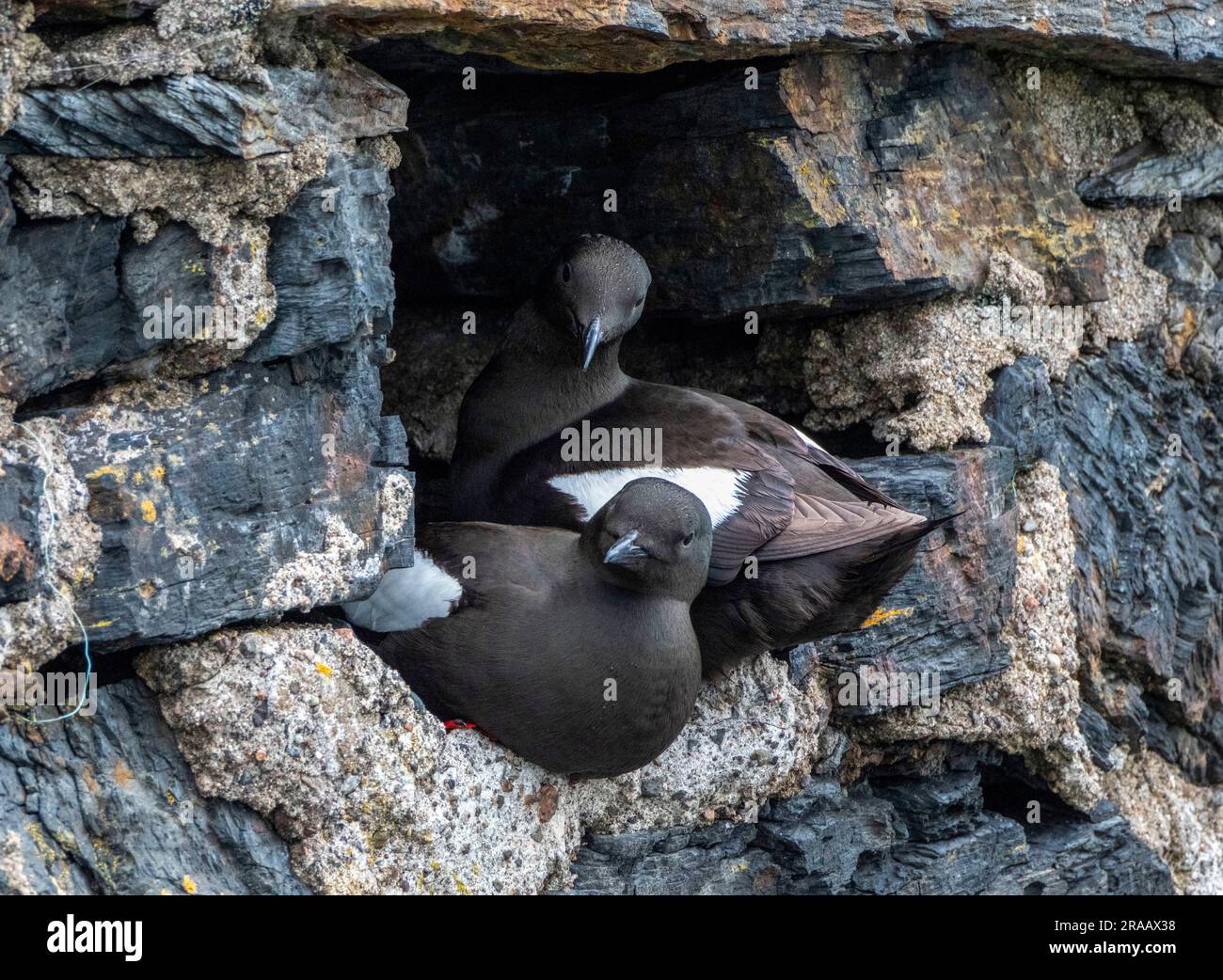 Black guillemot sea bird colony oban hi-res stock photography and ...