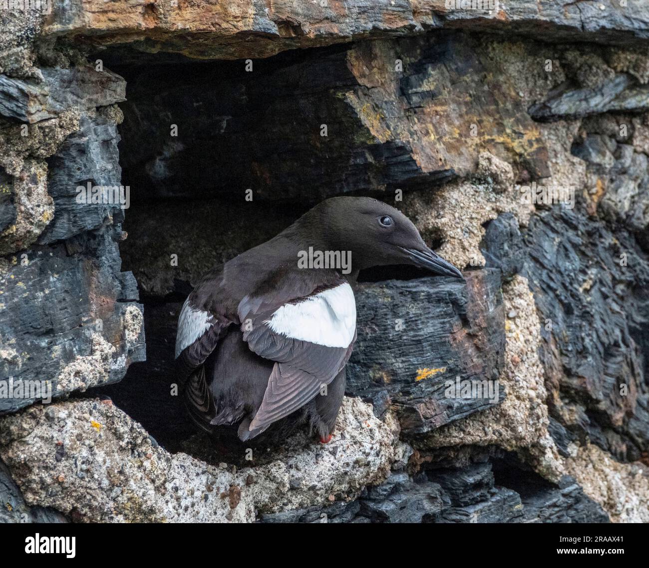 Black guillemot sea bird colony oban hi-res stock photography and ...