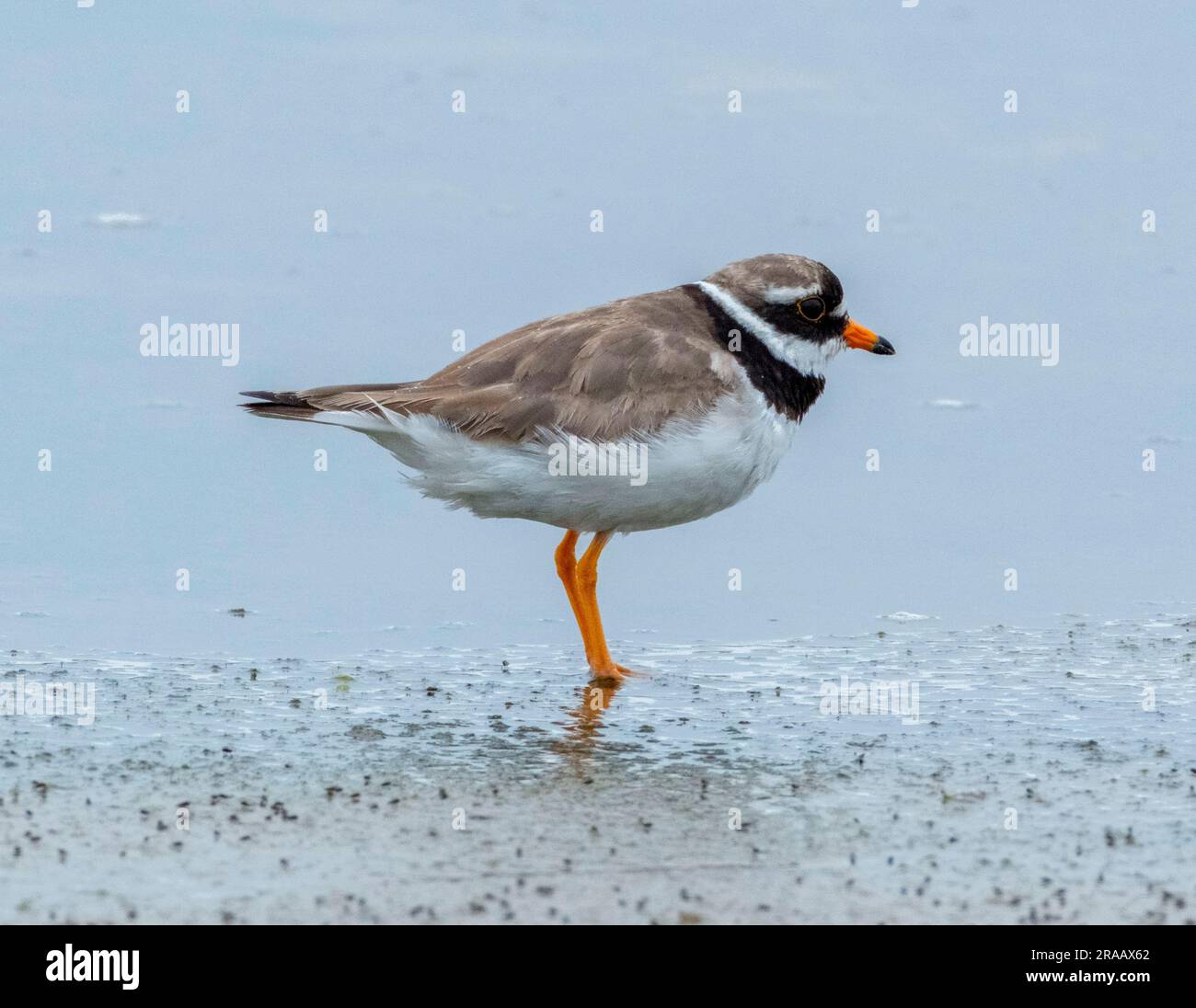 Ringed Plover (Charadrius hiaticula) on a beach, Isle of Coll, Inner ...