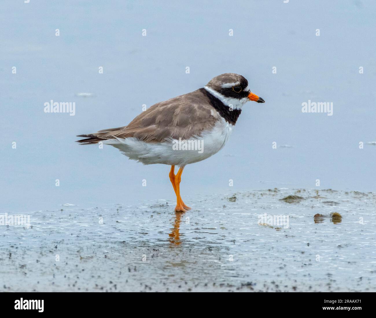 Ringed Plover (Charadrius hiaticula) on a beach, Isle of Coll, Inner ...