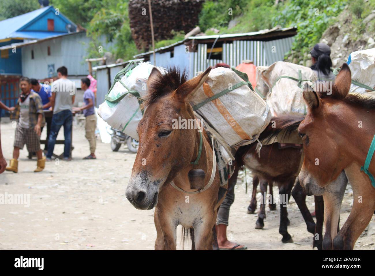 Taplejung, Nepal - June 2 2018 : Donkey and Mule Carrying Heavy Weight ...