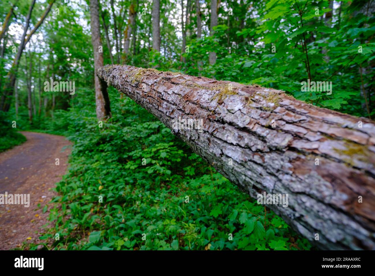 A fallen tree next to a pedestrian path in the forest Stock Photo - Alamy