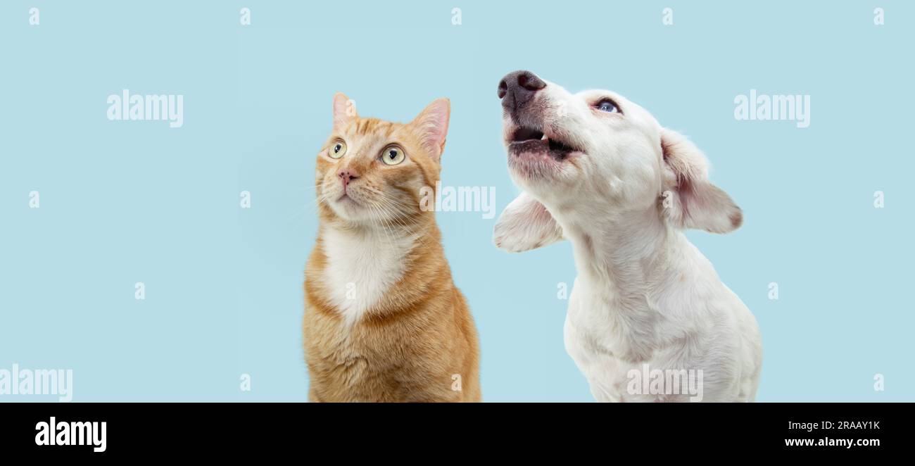 Banner pets. Profile puppy dog and cat looking up. Isolated on blue ...