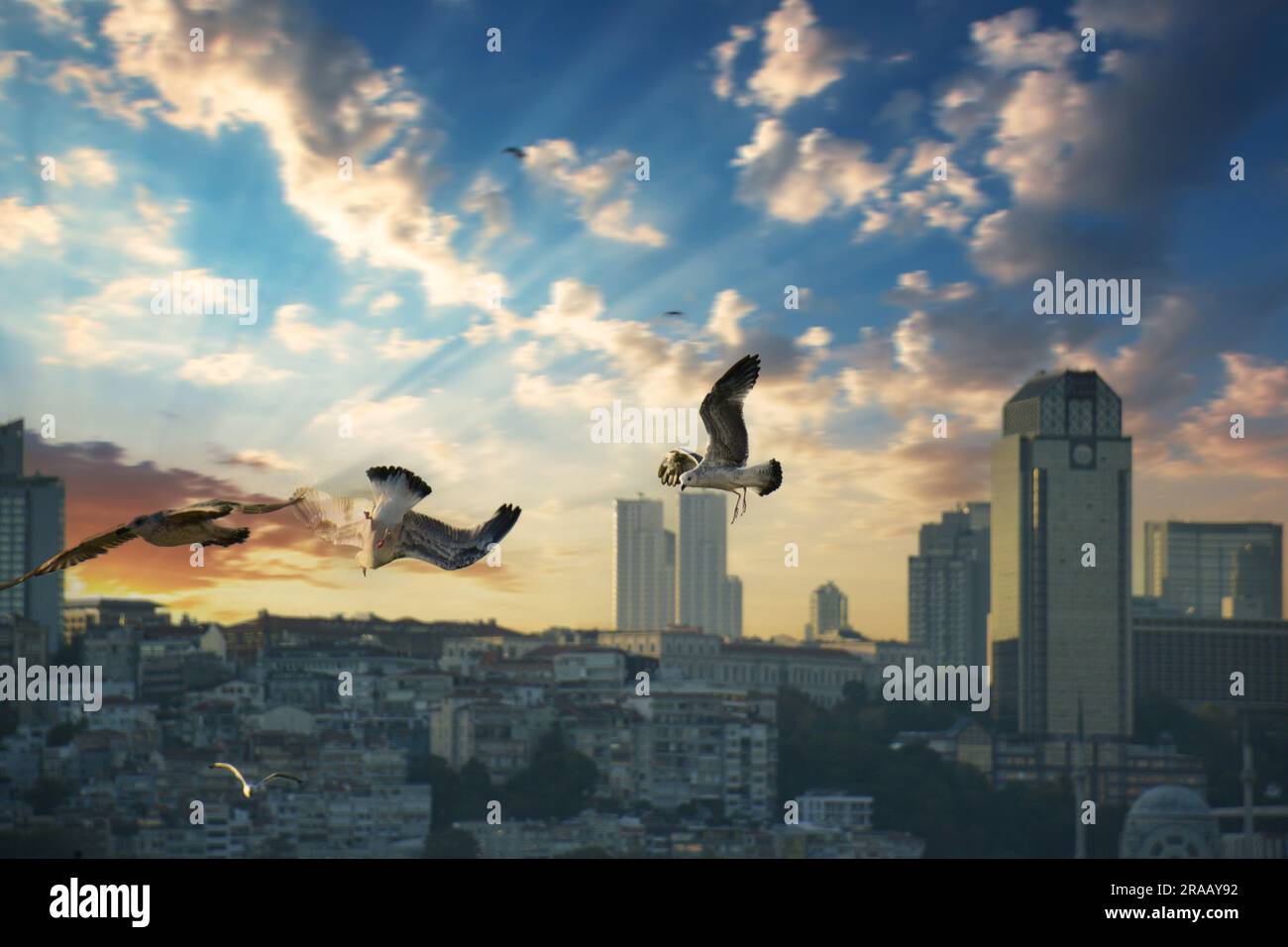 Flying seagull at golden hour hi-res stock photography and images - Alamy